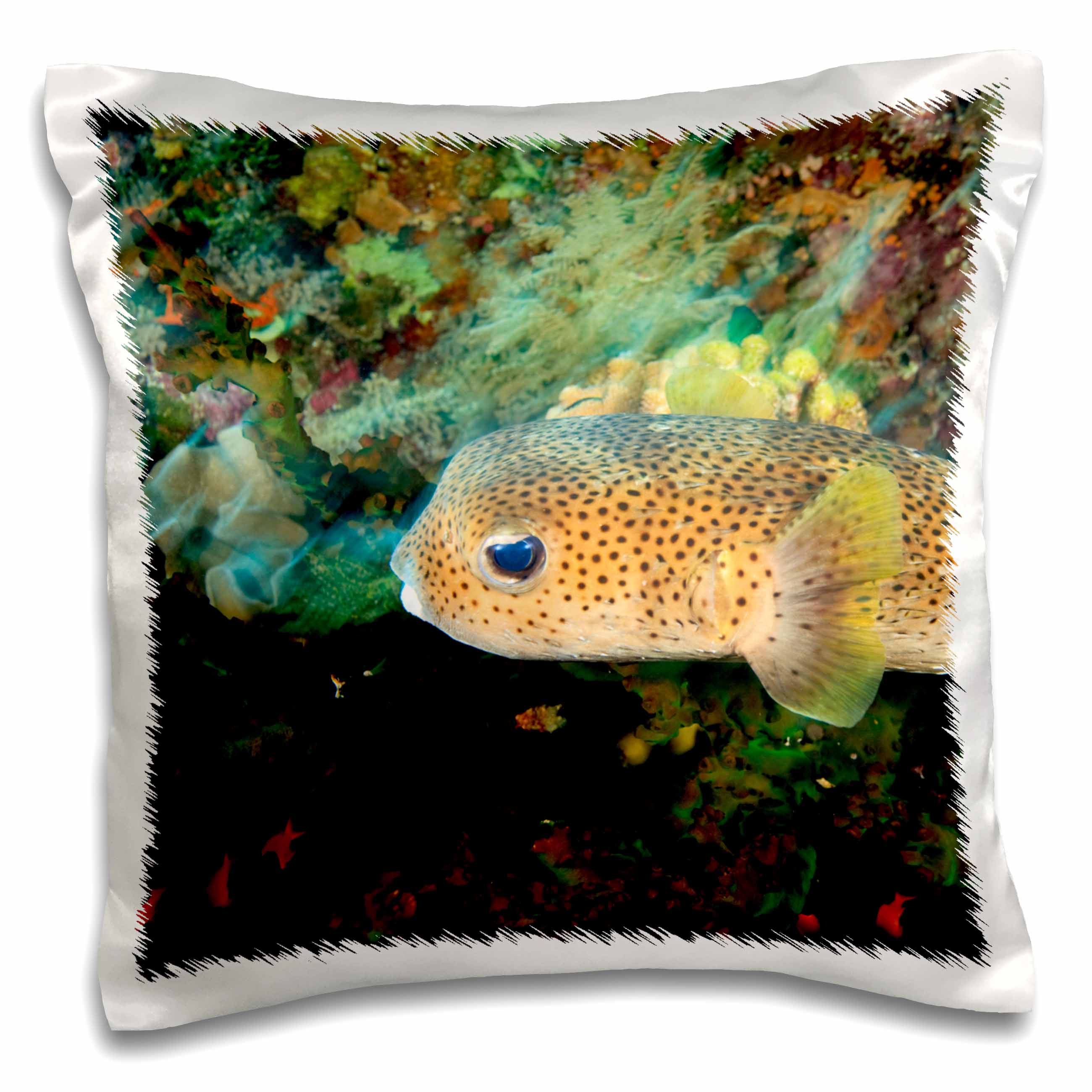 3dRose, Pufferfish, Scuba Diving, Tukang Besi, Indonesia-AS11 SWS0429 ...
