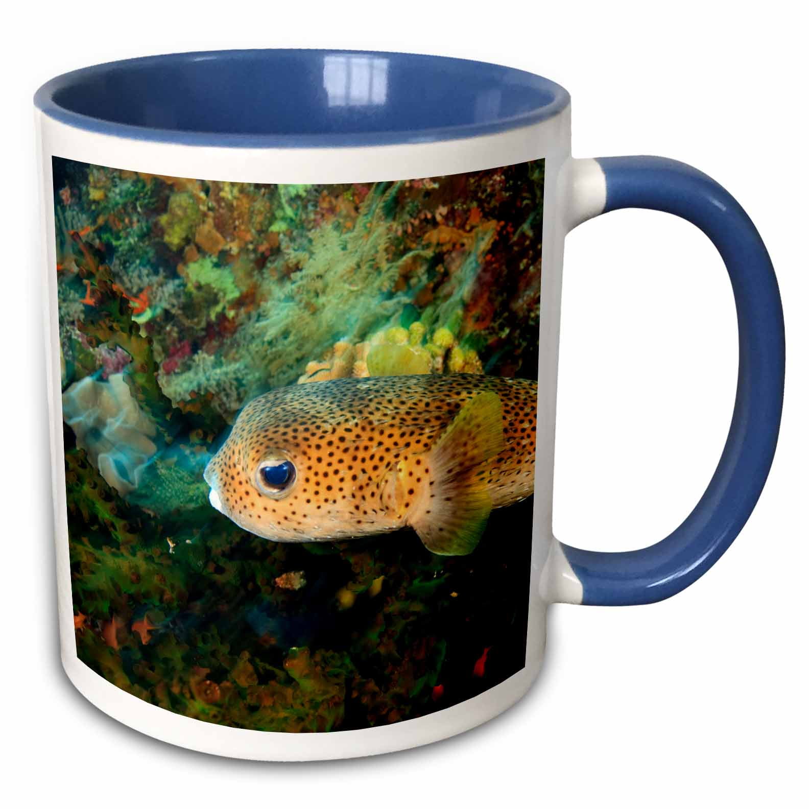 3drose, Pufferfish, Scuba Diving, Tukang Besi, Indonesia-as11 Sws0429 ...