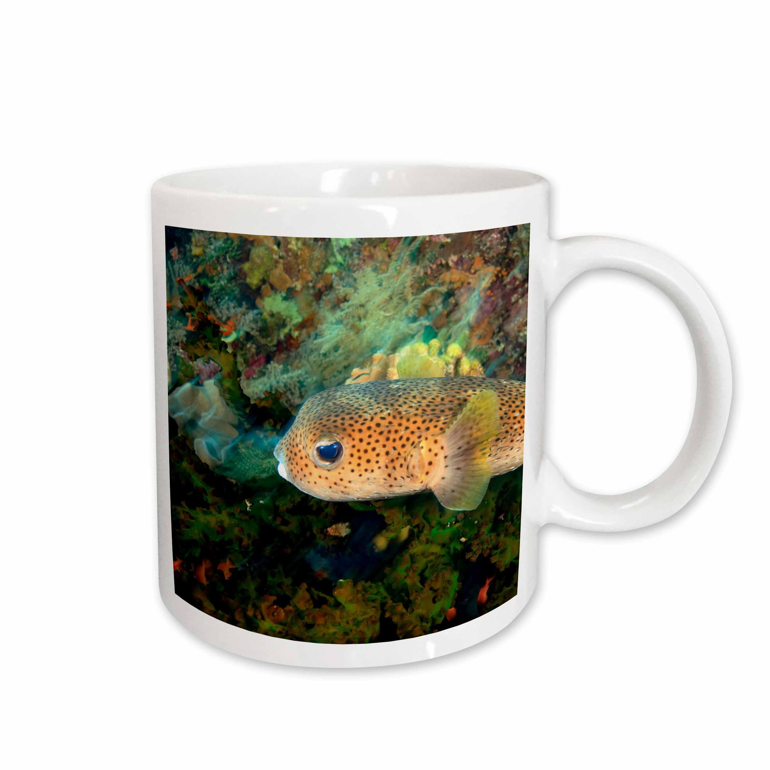 3drose, Pufferfish, Scuba Diving, Tukang Besi, Indonesia-as11 Sws0429 ...