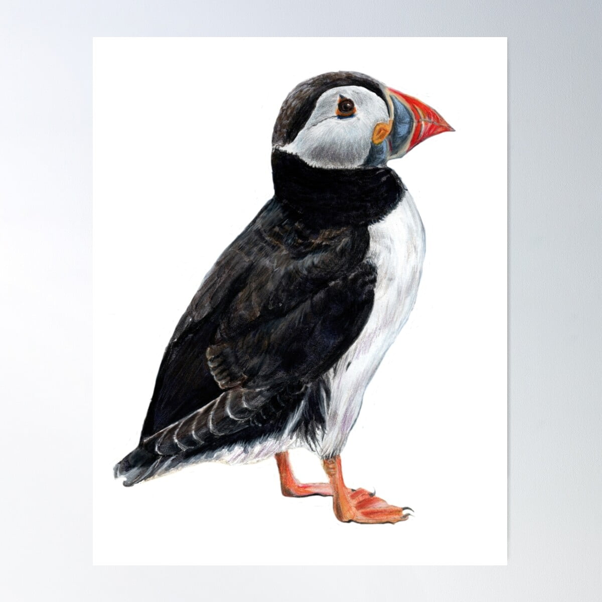 Puffin Colored Pencil Drawing Poster Wall Art, Modern Wall Decor For ...