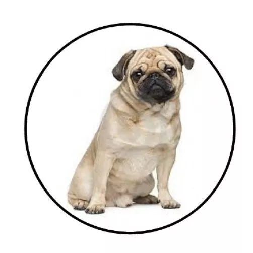 Pug Stickers Phone Decal Water Bottle Stickers Car Decals, Laptop ...
