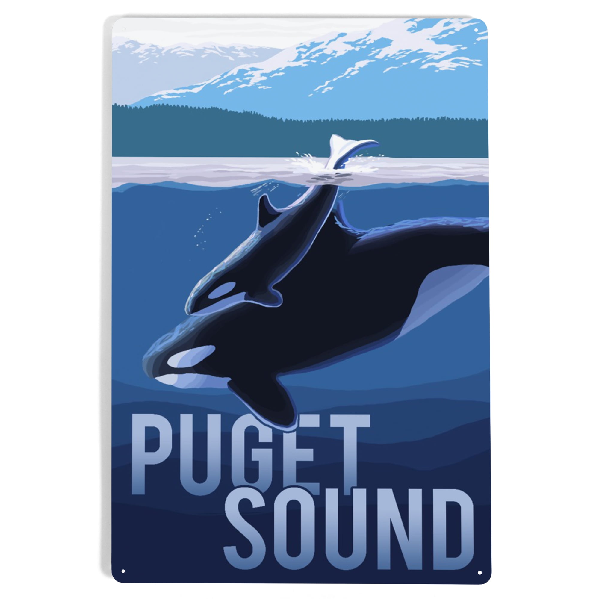 Puget Sound, Washington, Orca and Calf (12x18 Aluminum Art, Indoor ...