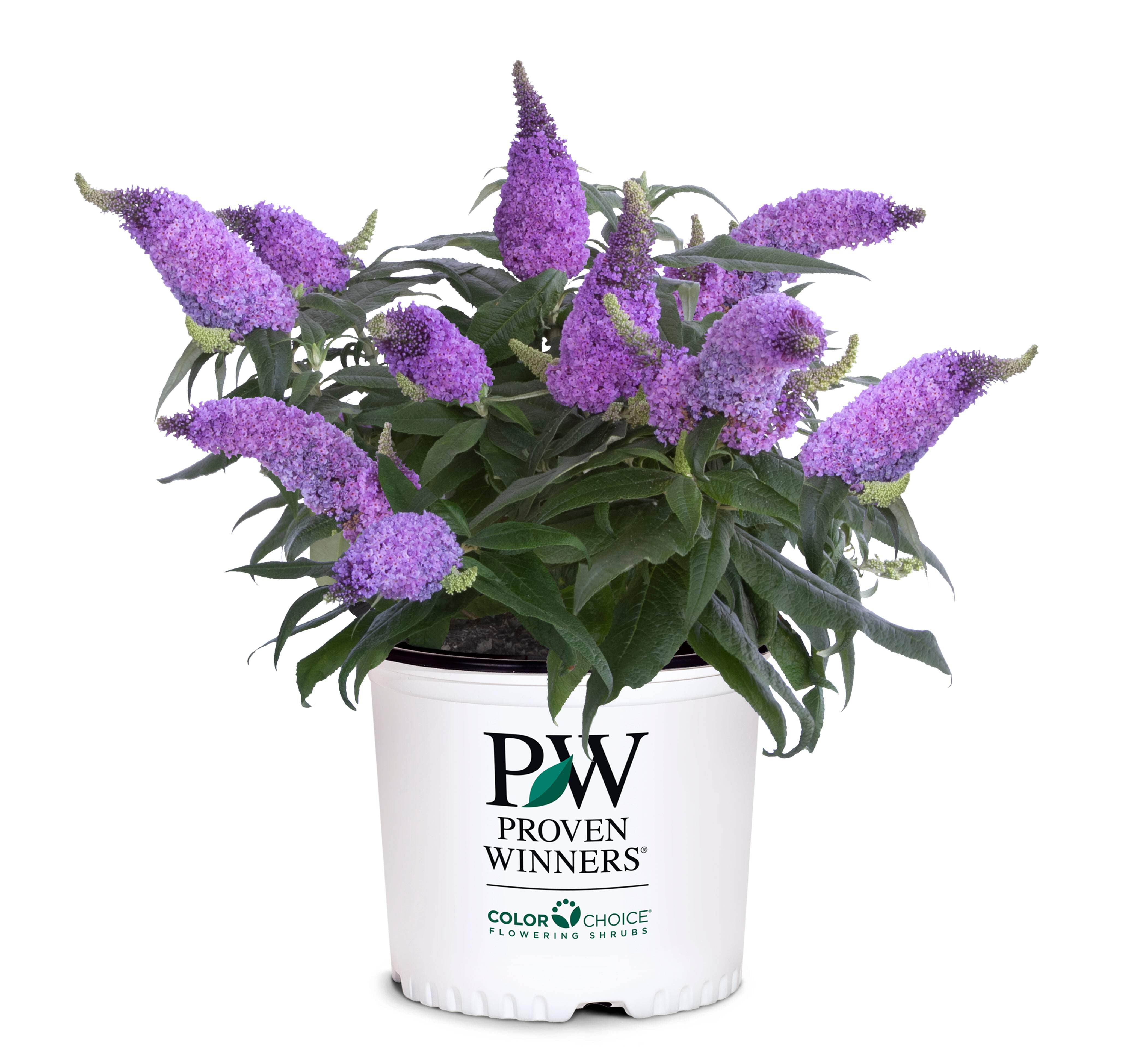 Proven Winners Pugster Amethyst Butterfly Bush - 3 Gallon Pot, Live ...
