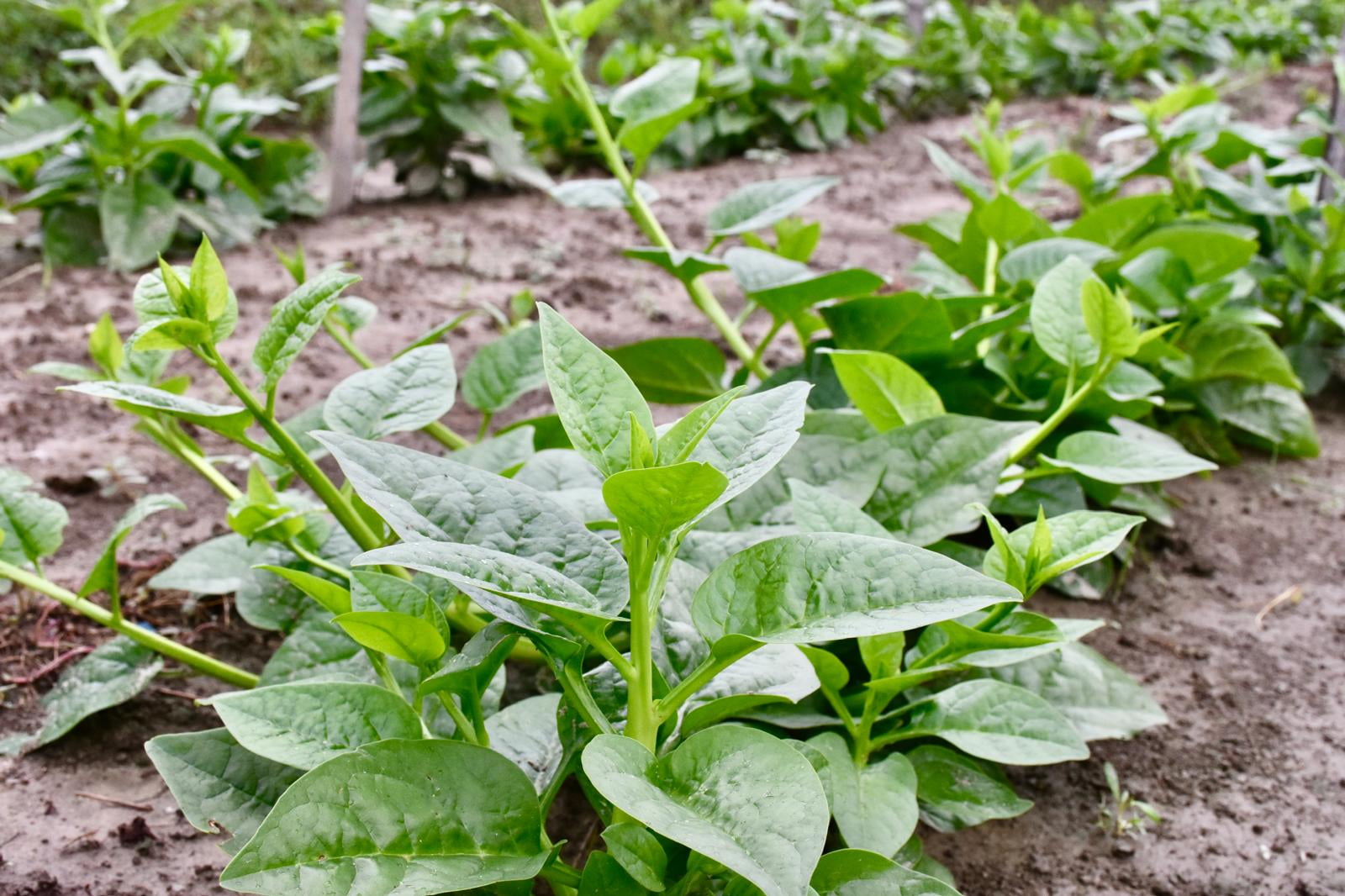 Pui Shak - Green Mota Doga Seeds for Planting - 100g - Walmart.com