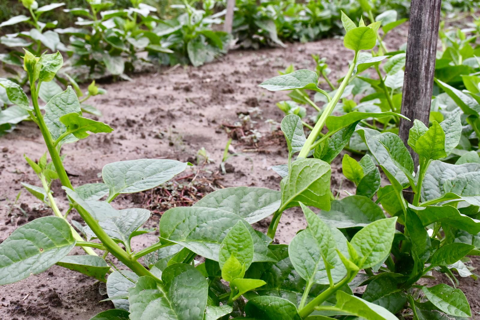 Pui Shak - (Green) Seeds for Planting - 50g - Walmart.com