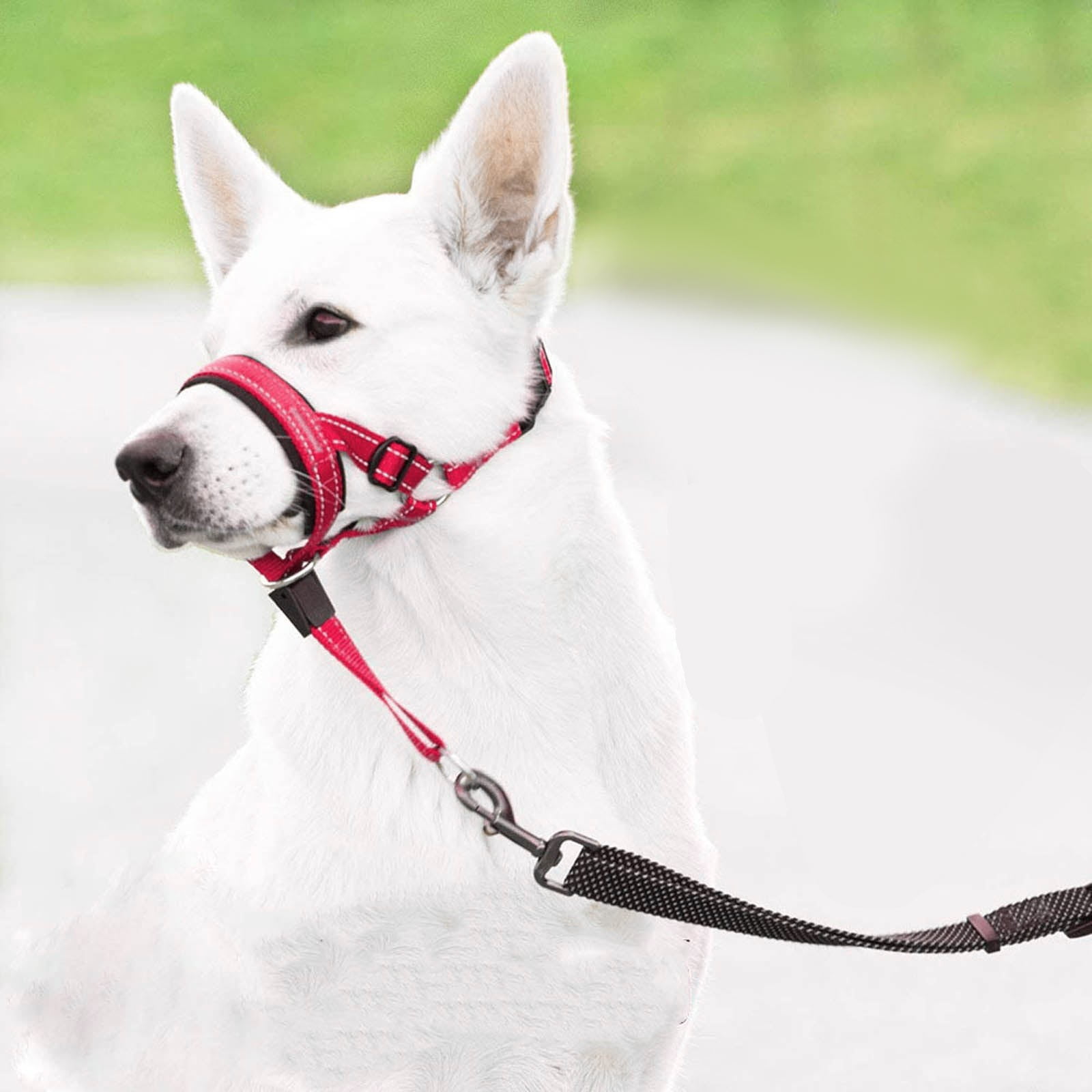No Pull Dog Head Collar - Soft Padded Head Halter with Safety Link ...