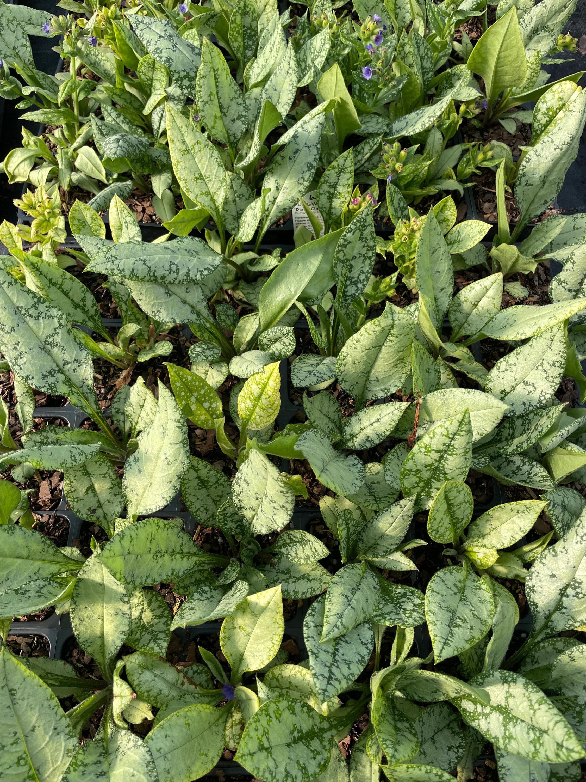 Pulmonaria 'Silver Bouquet' Plants in a Trade One Gallon Pot (0.667 ...