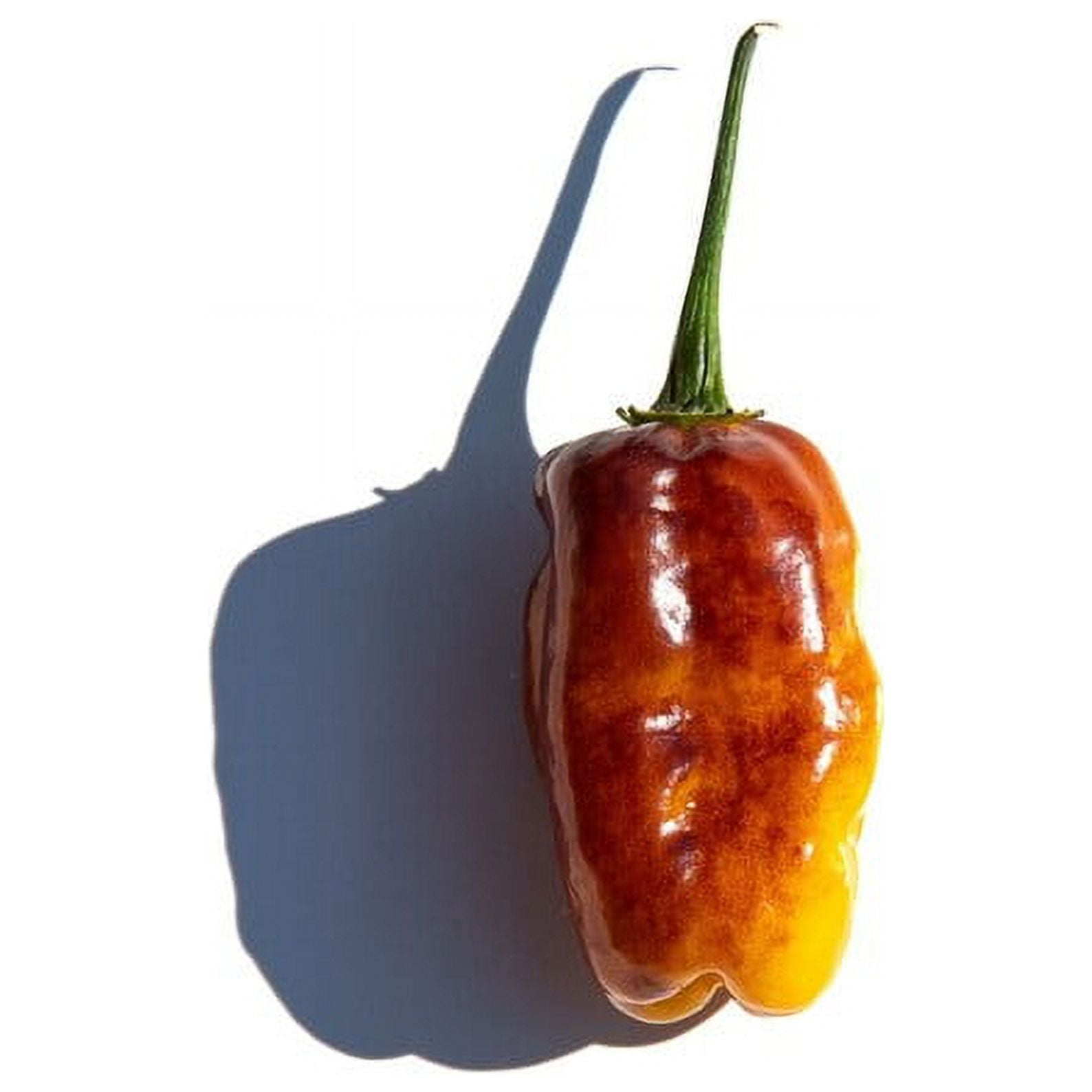 Puma Purple Hot Pepper Premium Seed Packet - Walmart.com