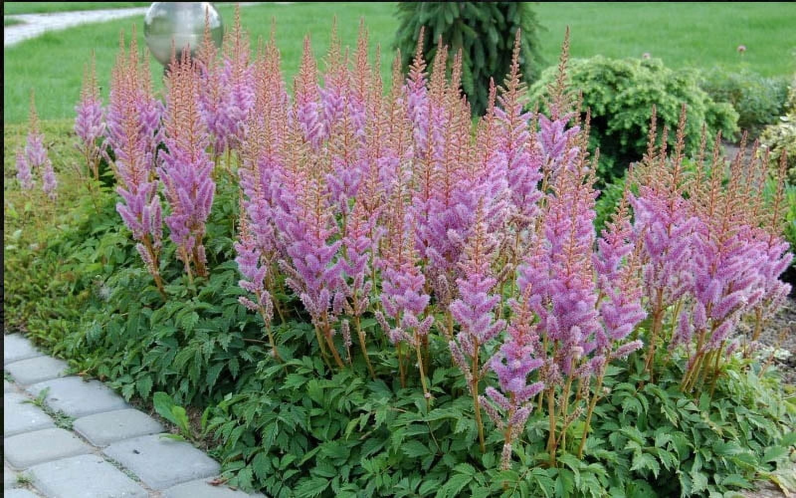Pumila Astilbe Chinensis ( false spirea ) - Live Plant ( 1 QT ...