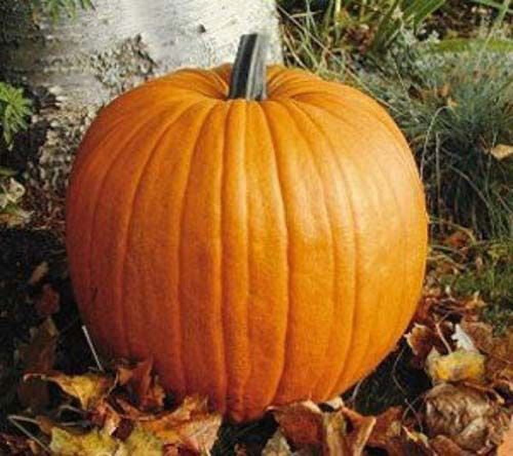 Pumpkin Connecticut Field Great Heirloom Vegetable 15 Seeds - Walmart.com