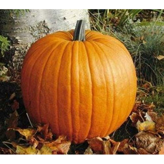 Pumpkin Connecticut Field Great Heirloom Vegetable 15 Seeds - Walmart.com