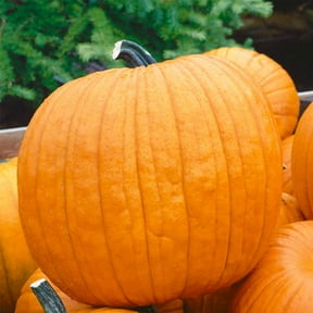 Pumpkin Garden Seeds - Wee-B-Little Variety - 4 oz - Non-GMO, Heirloom ...