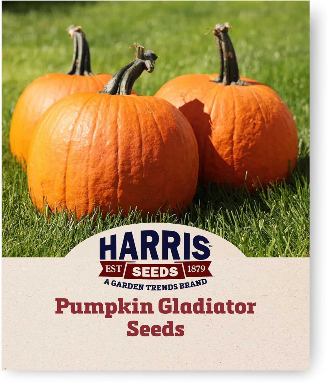 Harris Seeds Pumpkin Gladiator Round Deep Orange Fruit Seeds - 25 Seeds ...