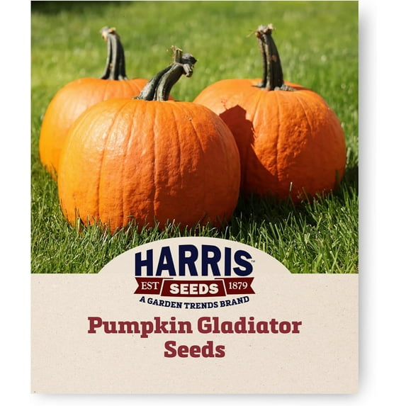 Harris Seeds Pumpkin Gladiator Round Deep Orange Fruit Seeds - 25 Seeds ...