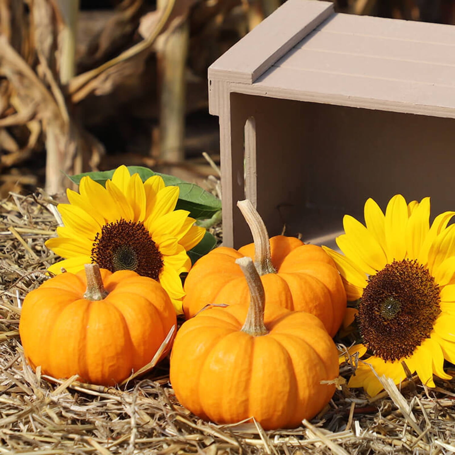 Pumpkin Munchkin Seed, Treated, 5,000 Seeds - Walmart.com