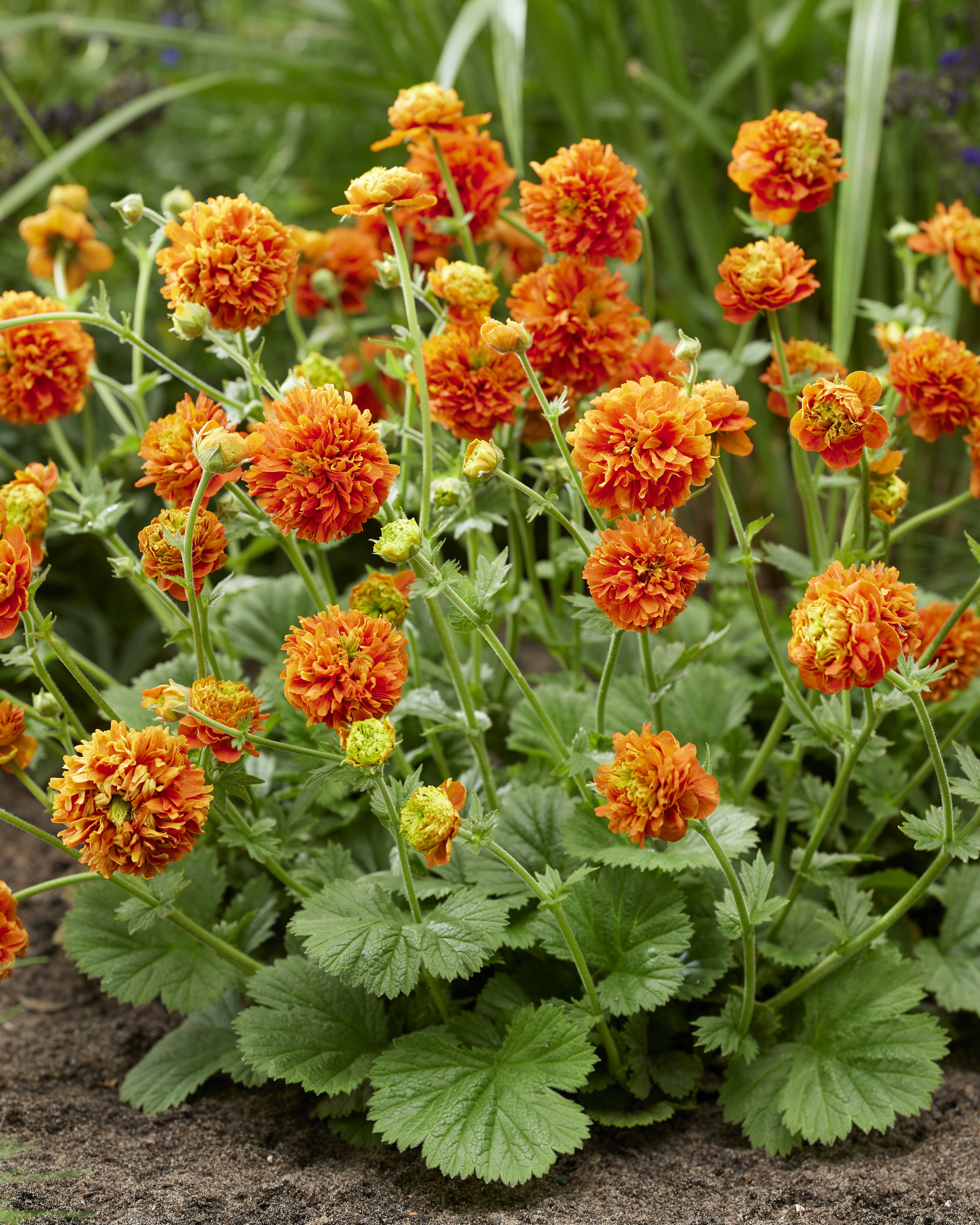 Pumpkin Orange- Geum Perennial - Attracts Hummingbirds - 3" Pot ...
