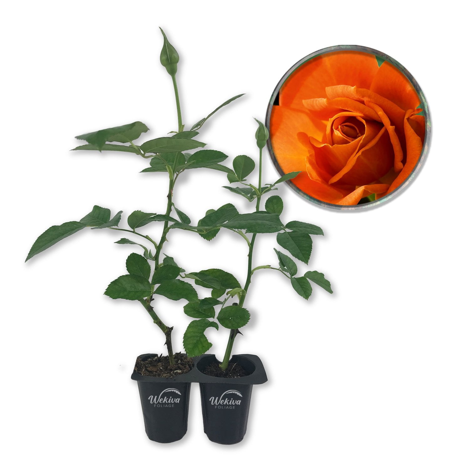 Pumpkin Patch Rose Bush - 2 Live Starter Plants in 2 Inch Pots ...