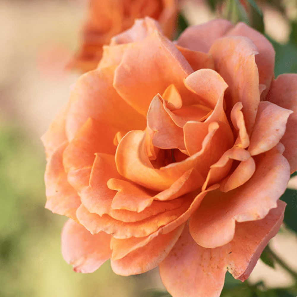 Pumpkin Rose Plant Live for Planting Indoor Outdoor, Climbing Rose Bush ...