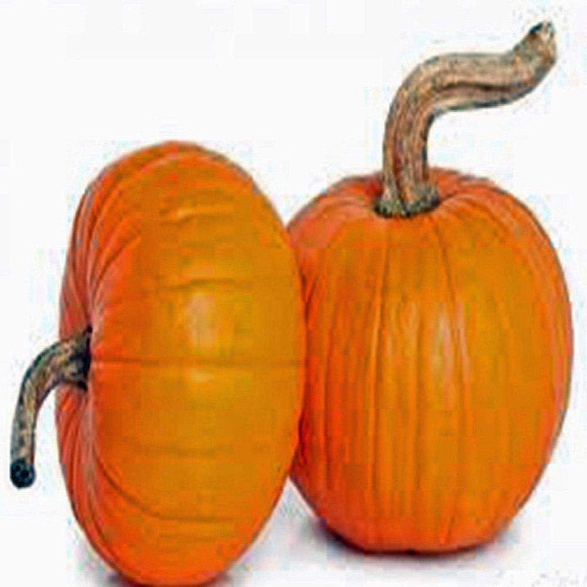 Pumpkin Seed, Small Sugar, Heirloom, Non GMO, 500 Seeds, Small Pumpkins - Walmart.com