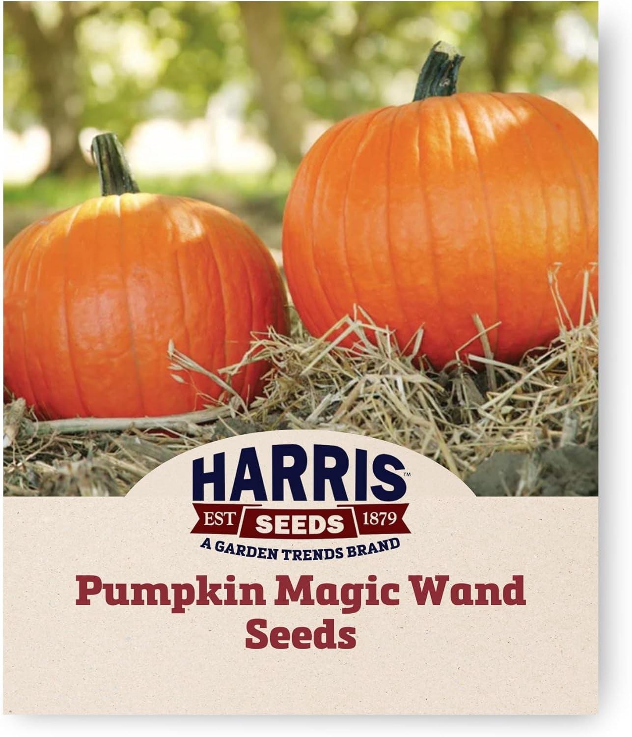 Pumpkin Magic Wand F1 Standard Treated Non-GMO Large Vines- 1,000 Seeds ...