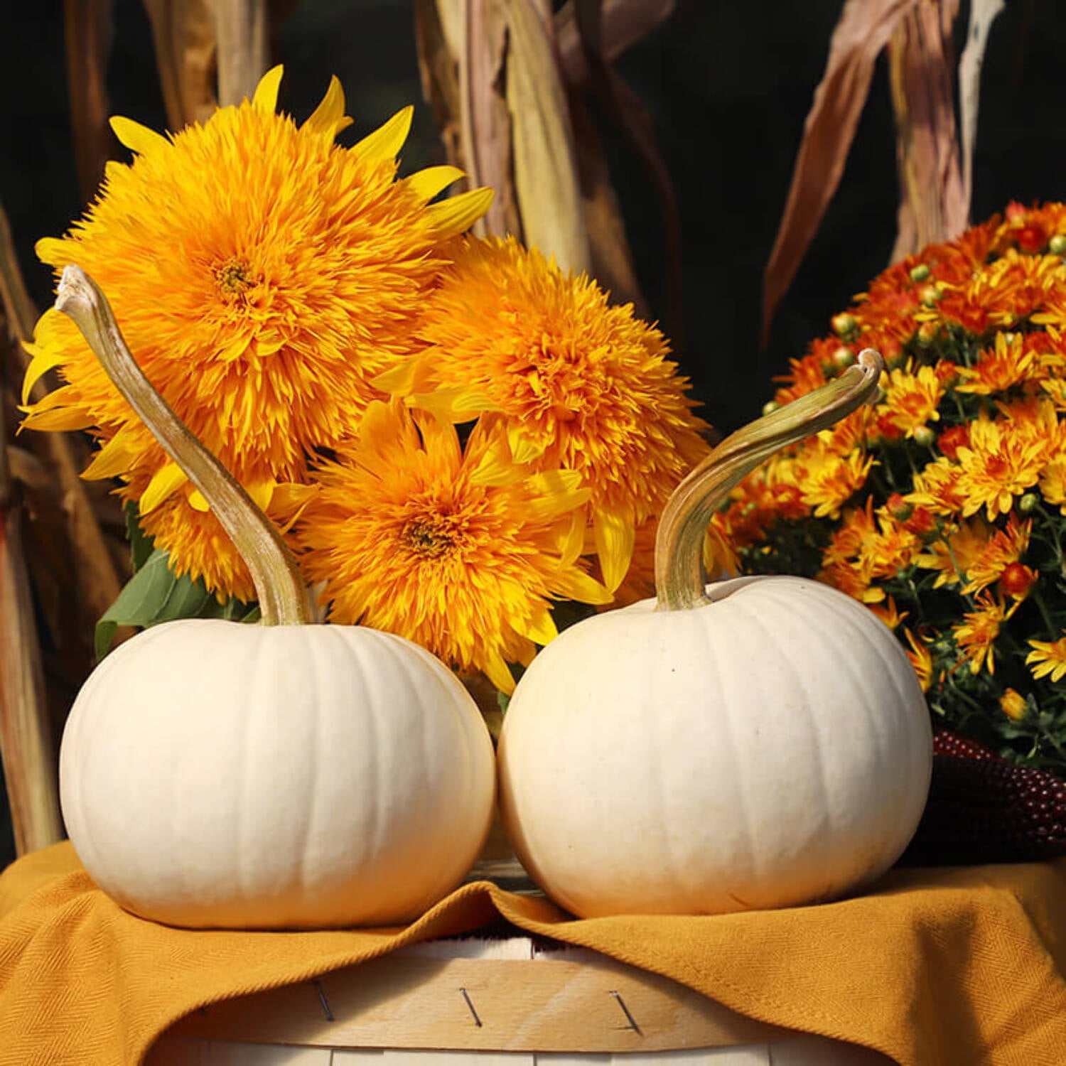 Pumpkin Snowball F1 Seed - Walmart.com