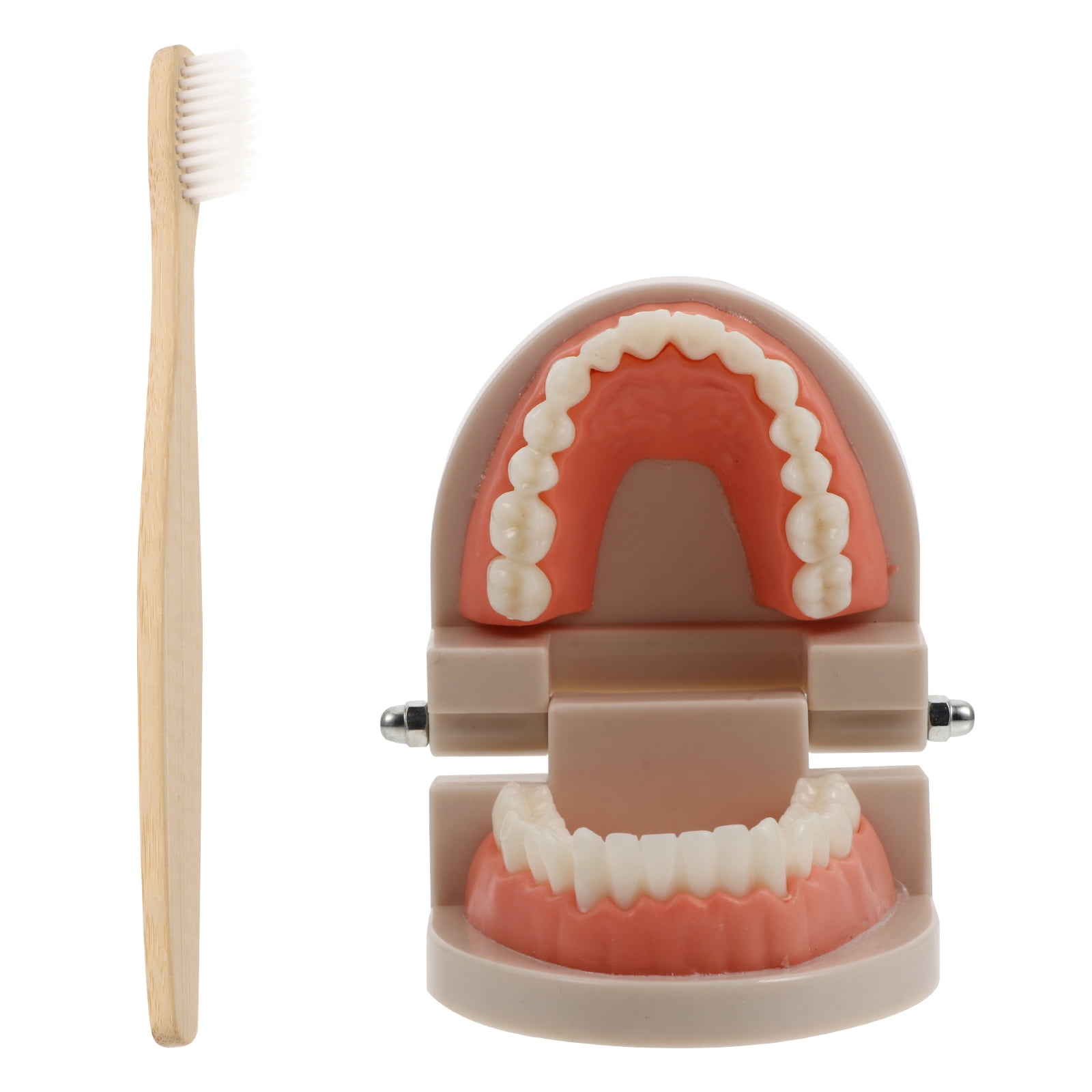 Pungan Teeth Model Dentist Model Resin Denture Set for Teaching and ...