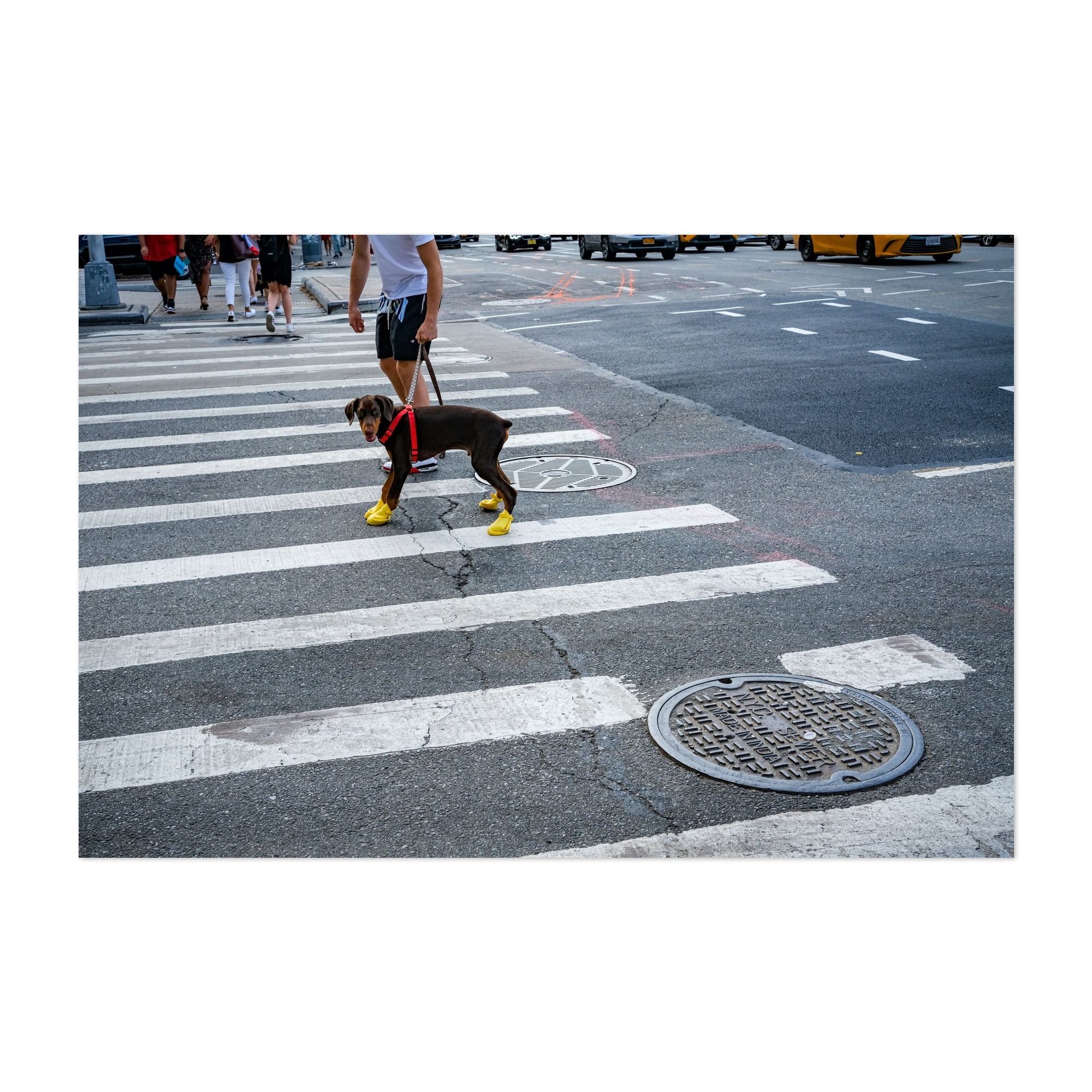 Pupper in the Crosswalk - Manhattan New York Photography Unframed Wall ...