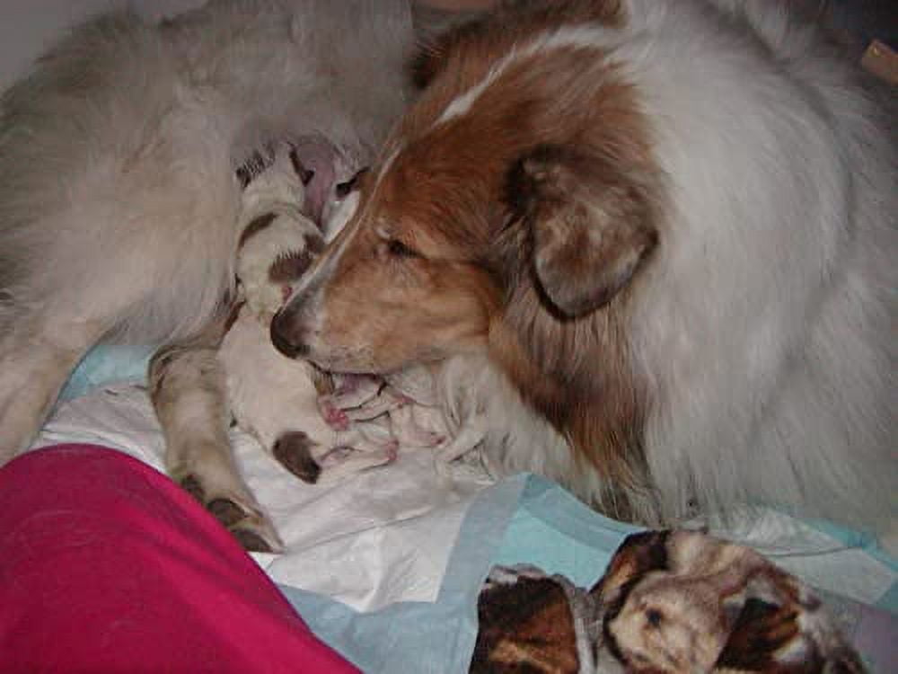 Puppy Express Whelping Kit for up to 12 for Puppies Dogs - Walmart.com