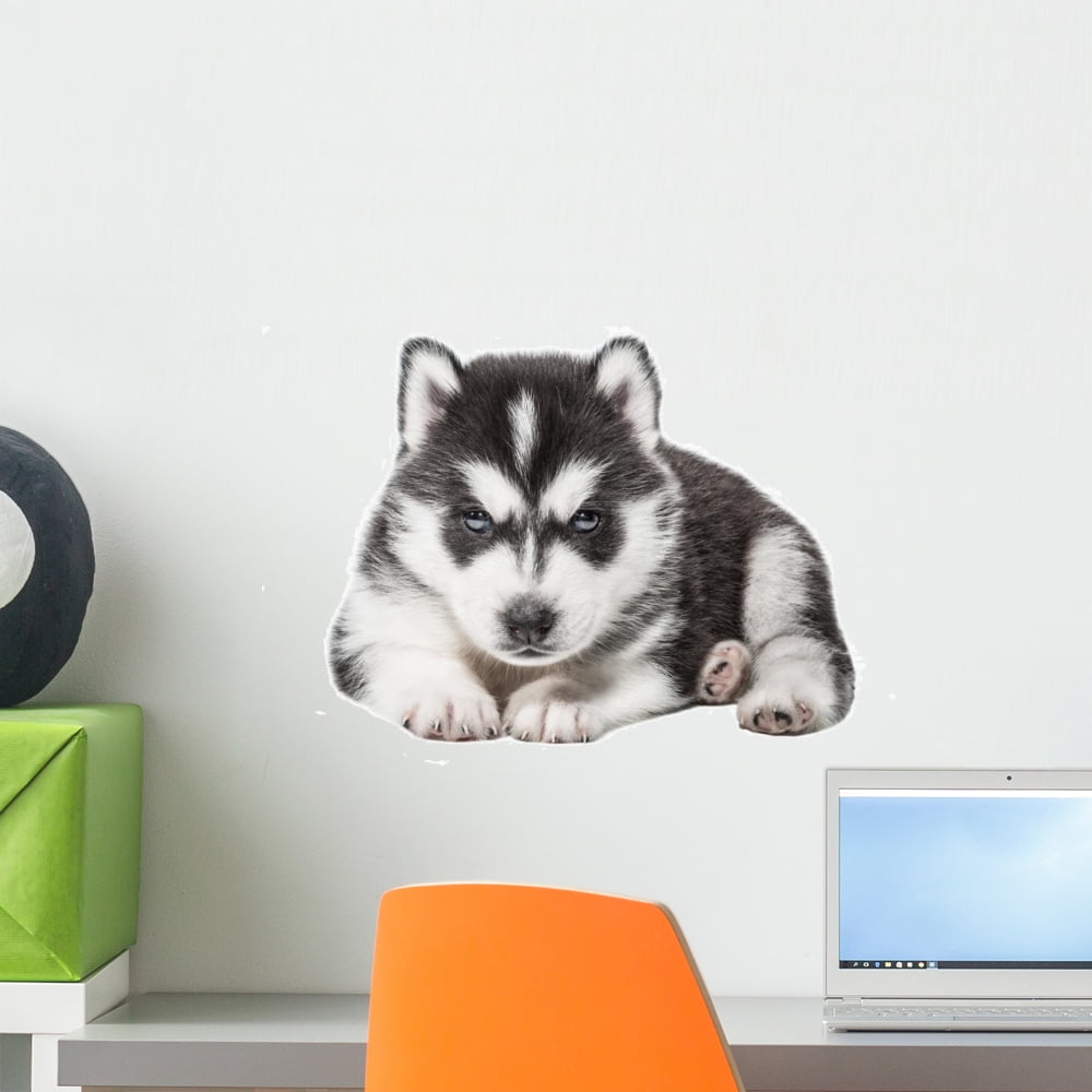Puppy Portrait Husky Wall Mural by Wallmonkeys Peel and Stick Graphic ...