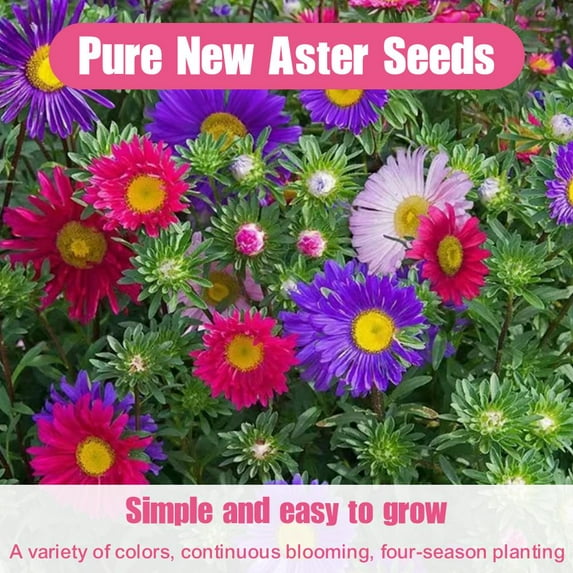 Pure New Aster Seeds 1000 Pcs Cold Resistant Sowing and Flowering in All Seasons Easy to Grow ...