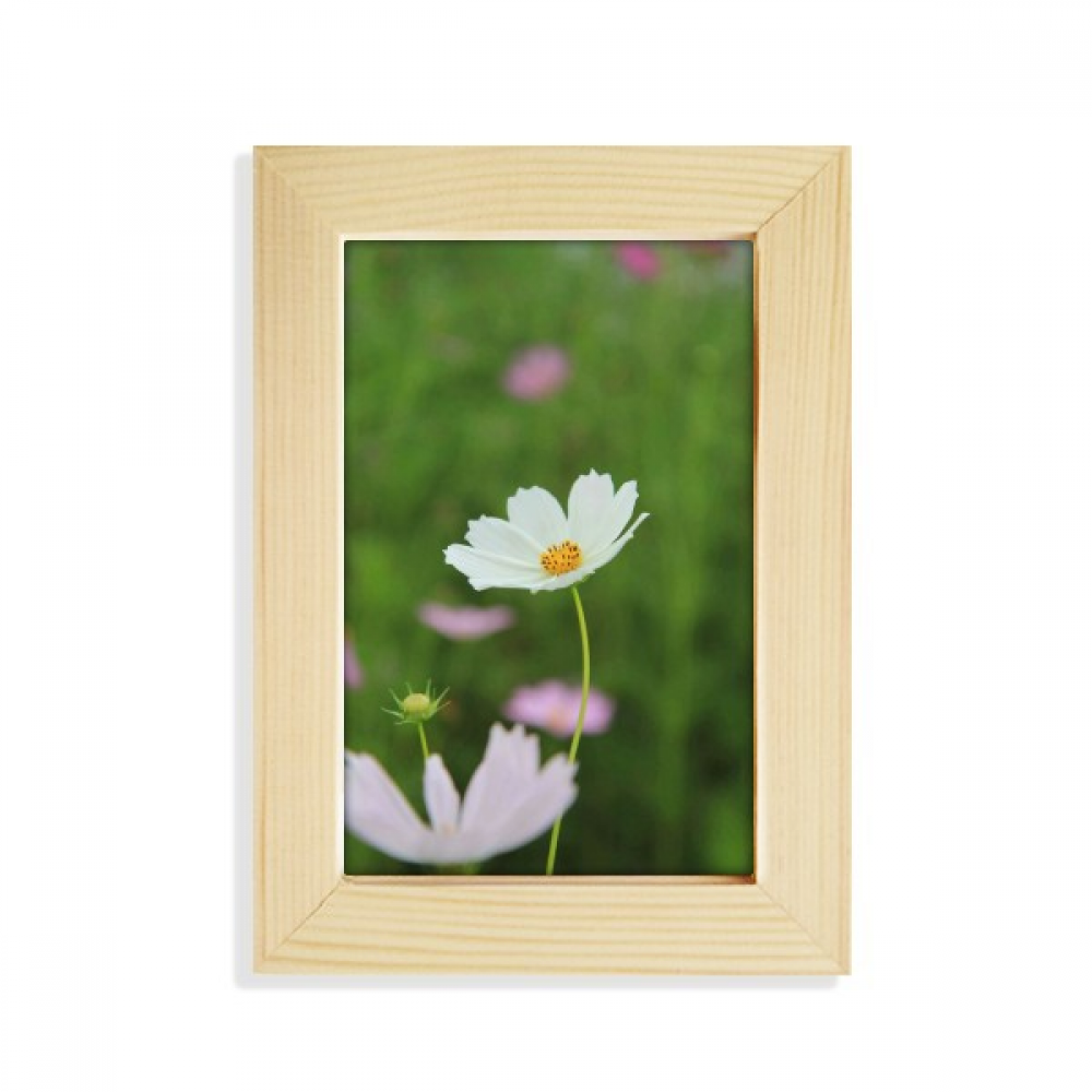 Pure White Cosmos Art Deco Fashion Desktop Display Photo Frame Picture ...