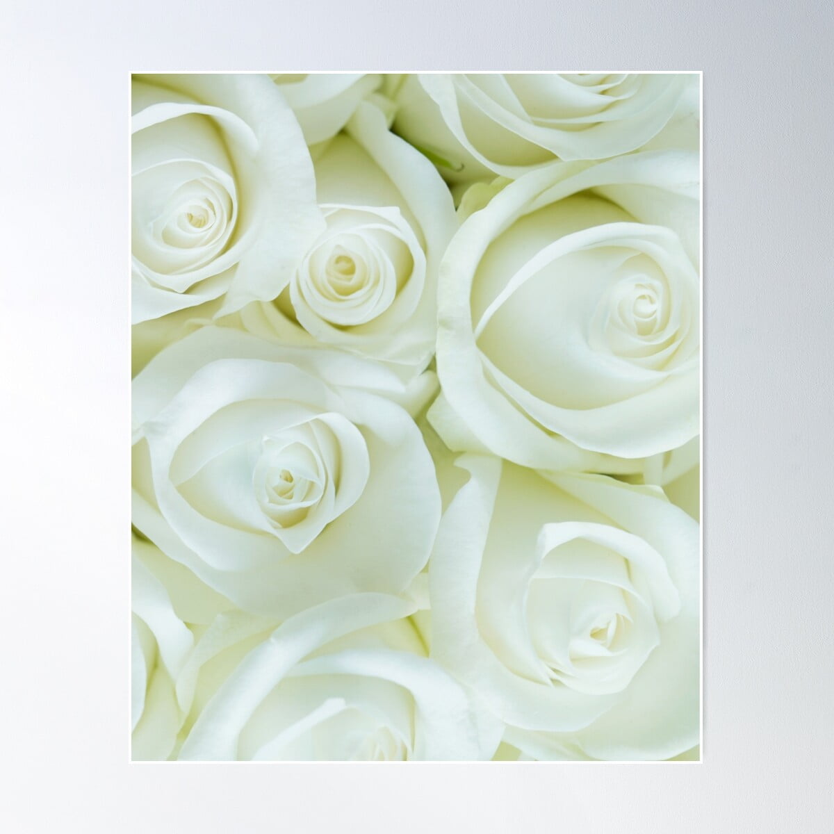 Pure White Roses Poster Wall Art, Modern Wall Decor For Living Room ...