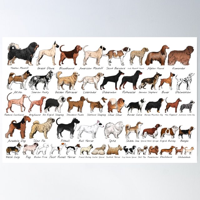 Purebred Dog Breeds Poster Wall Art, Modern Wall Decor For Living Room ...
