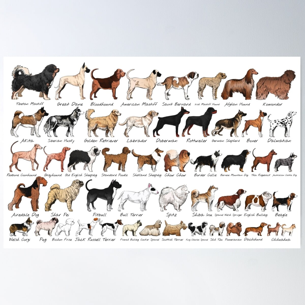 Purebred Dog Breeds Poster Wall Art, Modern Wall Decor For Living Room ...