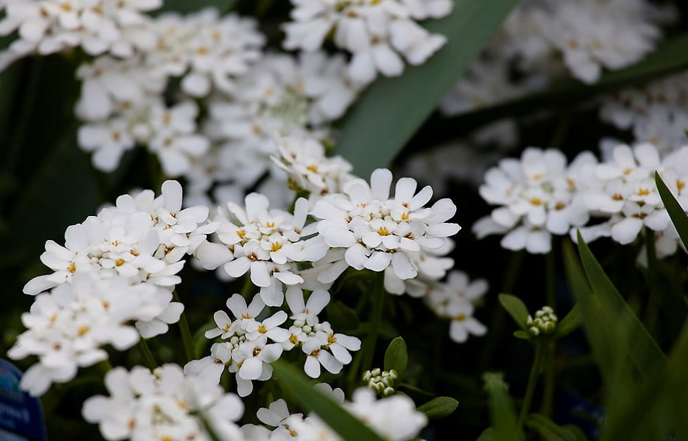 Purity Candytuft Perennial - Iberis - Live Plant - Quart Pot - Walmart.com