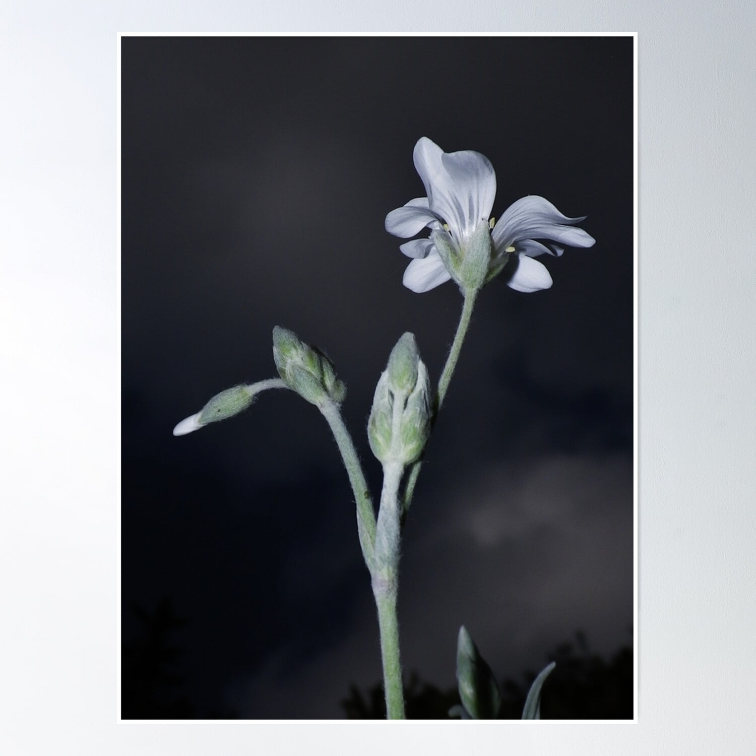Purity Single White Flower And Dark Sky Poster Wall Art, Modern Wall ...