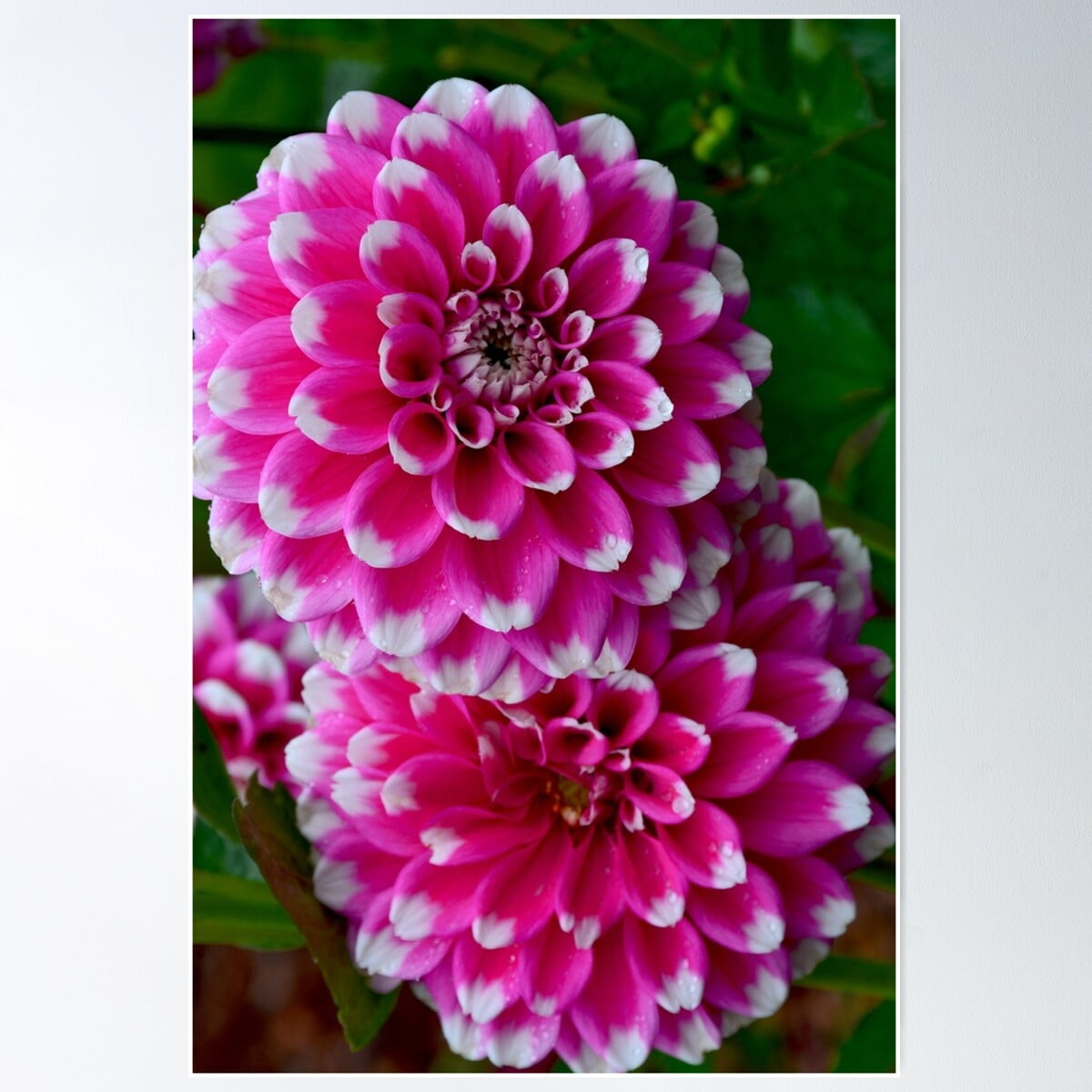 Purple And White Dahlias Poster Wall Art, Modern Wall Decor For Living ...