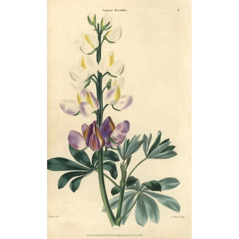 Purple And White Flowered Lupins Lupinus Mutabilis Poster Print By ...