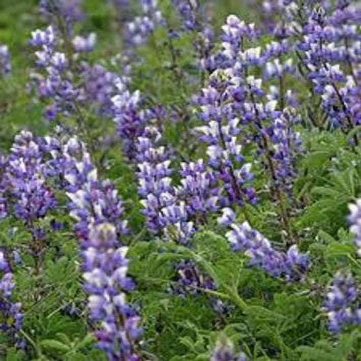 Purple Arroyo Lupine Perennial Wildflower, 500 Seeds, Beautiful Purple ...