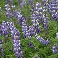 Purple Arroyo Lupine Perennial Wildflower, 500 Seeds, Beautiful Purple ...
