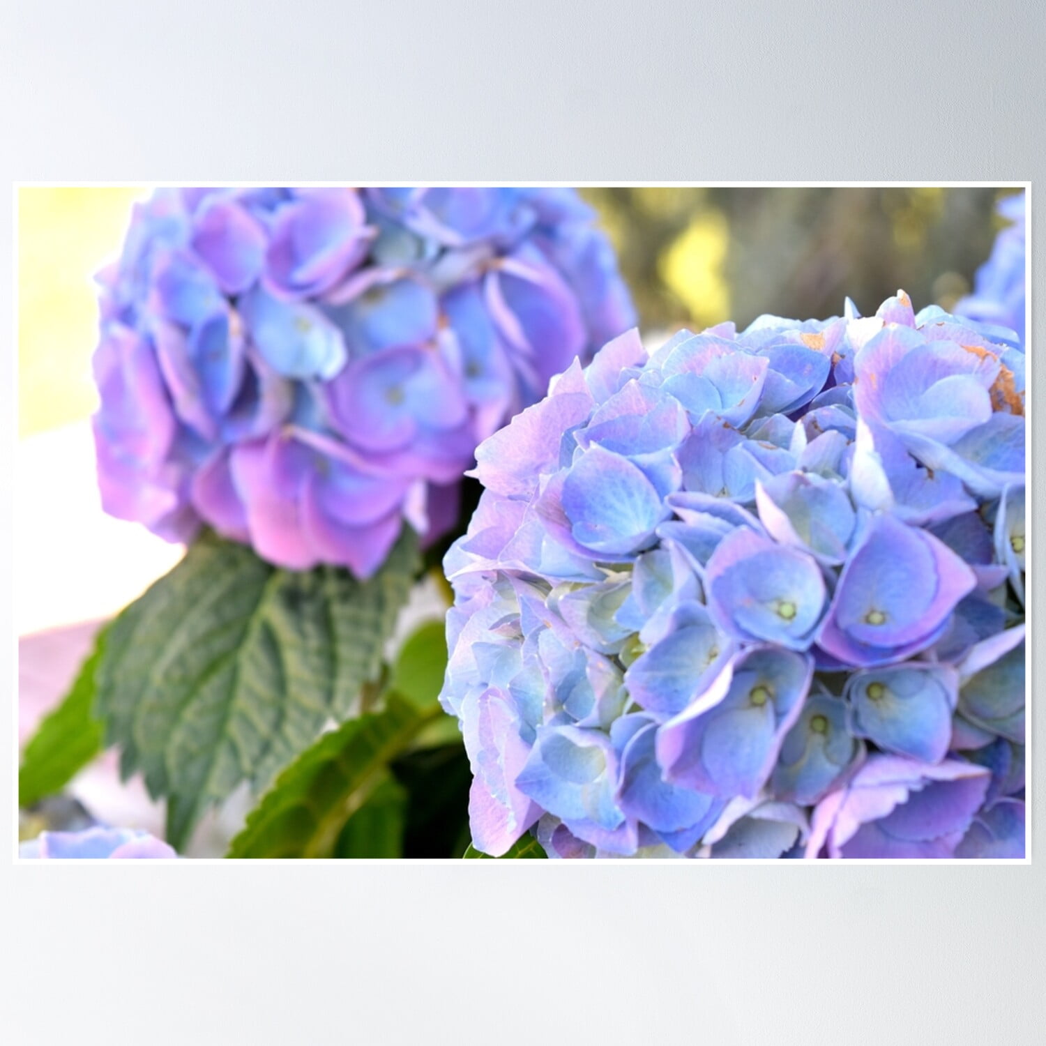 Purple Blue Hydrangeas Poster Wall Art, Modern Wall Decor, 8x12 ...
