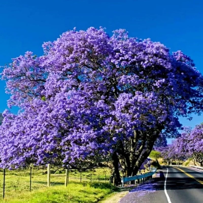 Purple Blue Jacaranda Tree Plant Live, Jacaranda Bonsai Tree, 6-8 Inch Tall Include Pot, Indoor ...