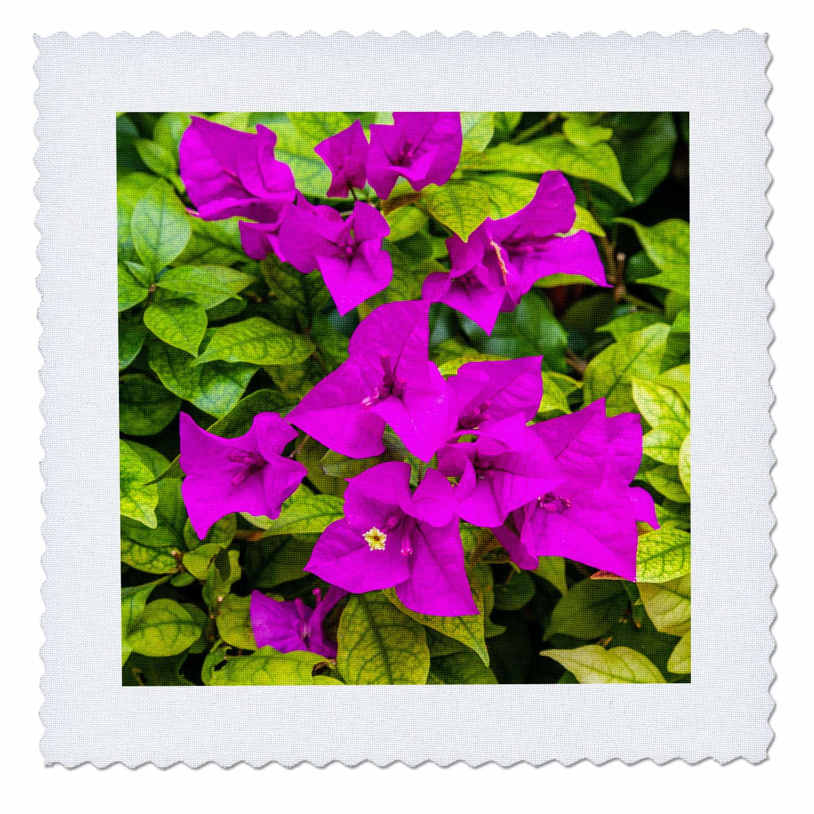 3dRose, Purple Bougainvillea, San Miguel de Allende, Mexico, 14x14 inch ...