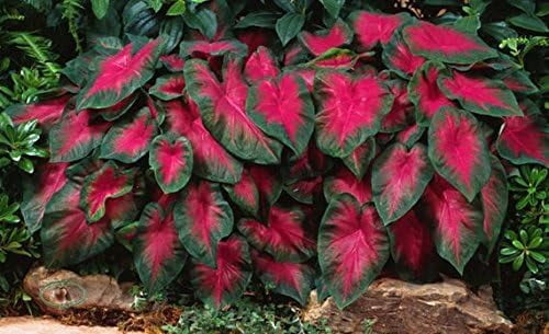 Caladium Buck (6TRDN Bulbs) - Elegance for Shady Gardens - Perennial ...