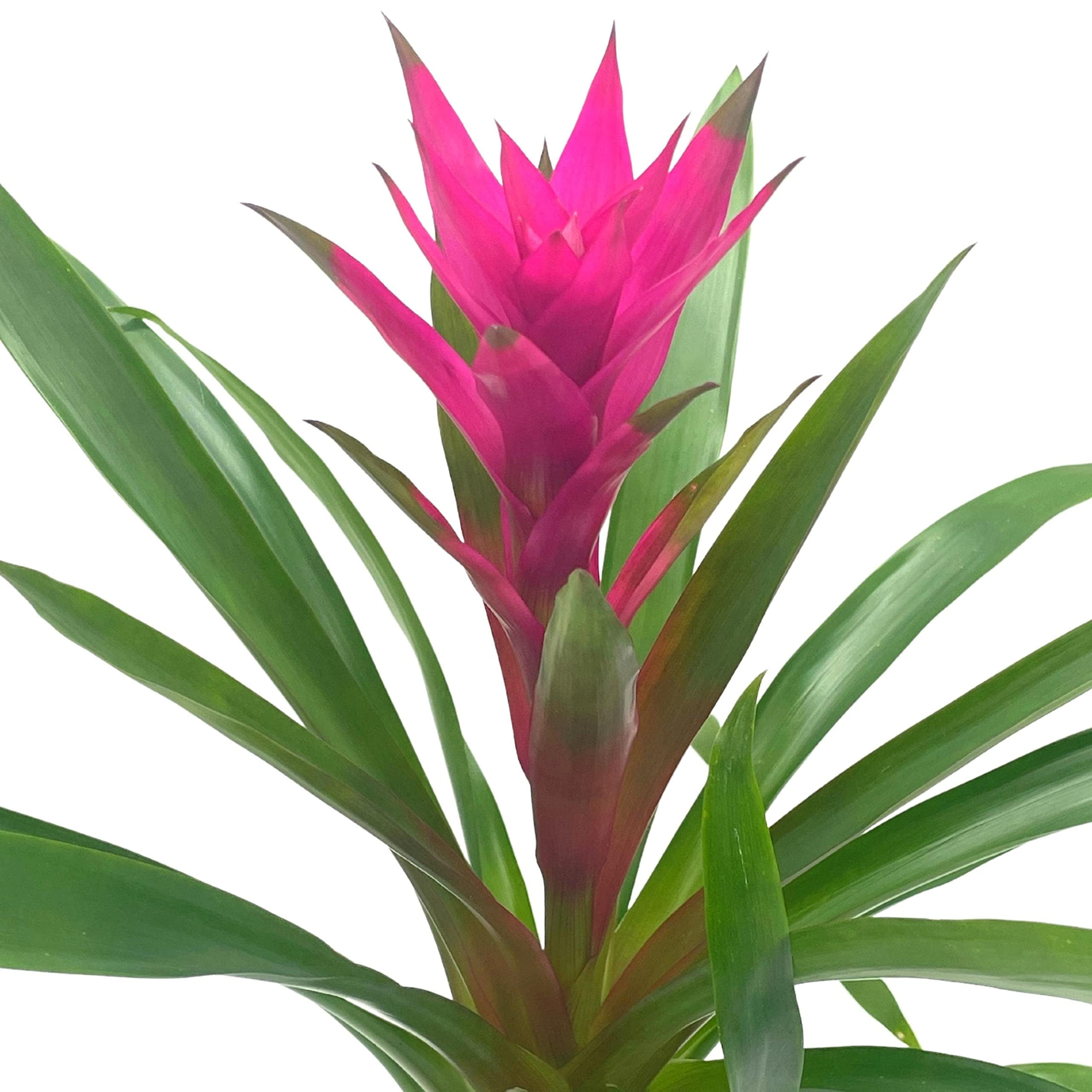 Purple Bromeliad, 4 inch, Guzmania monostachia West Indian Tufted ...