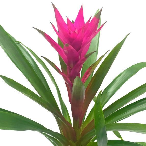 Purple Bromeliad, 4 inch, Guzmania monostachia West Indian Tufted ...