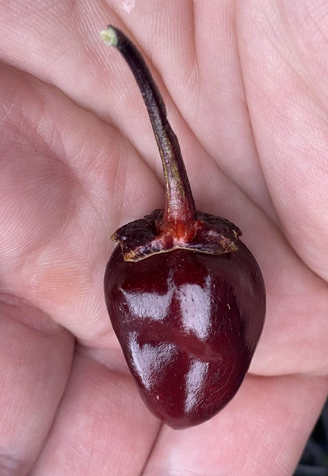 Purple Bubblegum 7 Pot BBG Scorpion Super Hot Pepper Premium Seeds ...