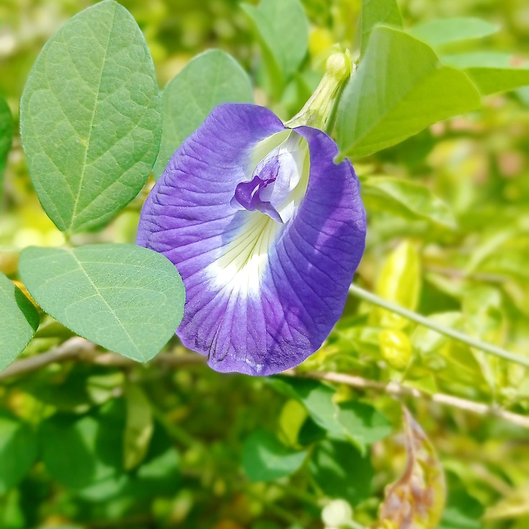 Purple Butterfly Pea SCH4 Seeds Clitoria Ternatea Tropical Vinestriking ...