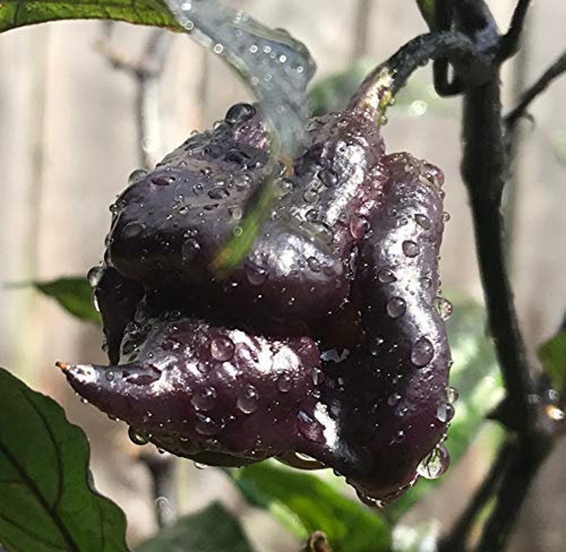 Hot Purple Carolina Reaper HP22B Premium Pepper Seeds, World's Hottest ...