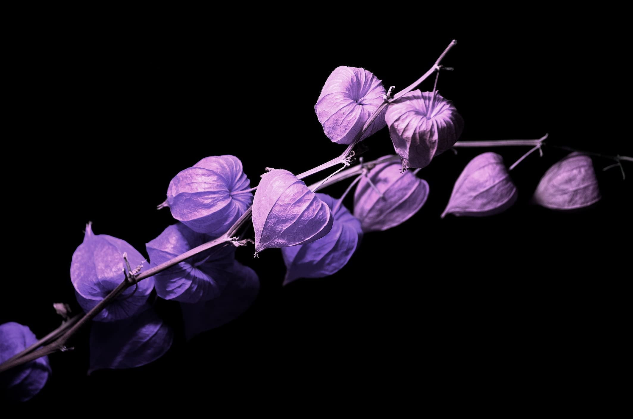CZ Grain Purple Chinese Lantern Edible Seeds for Planting - 50 Rare ...